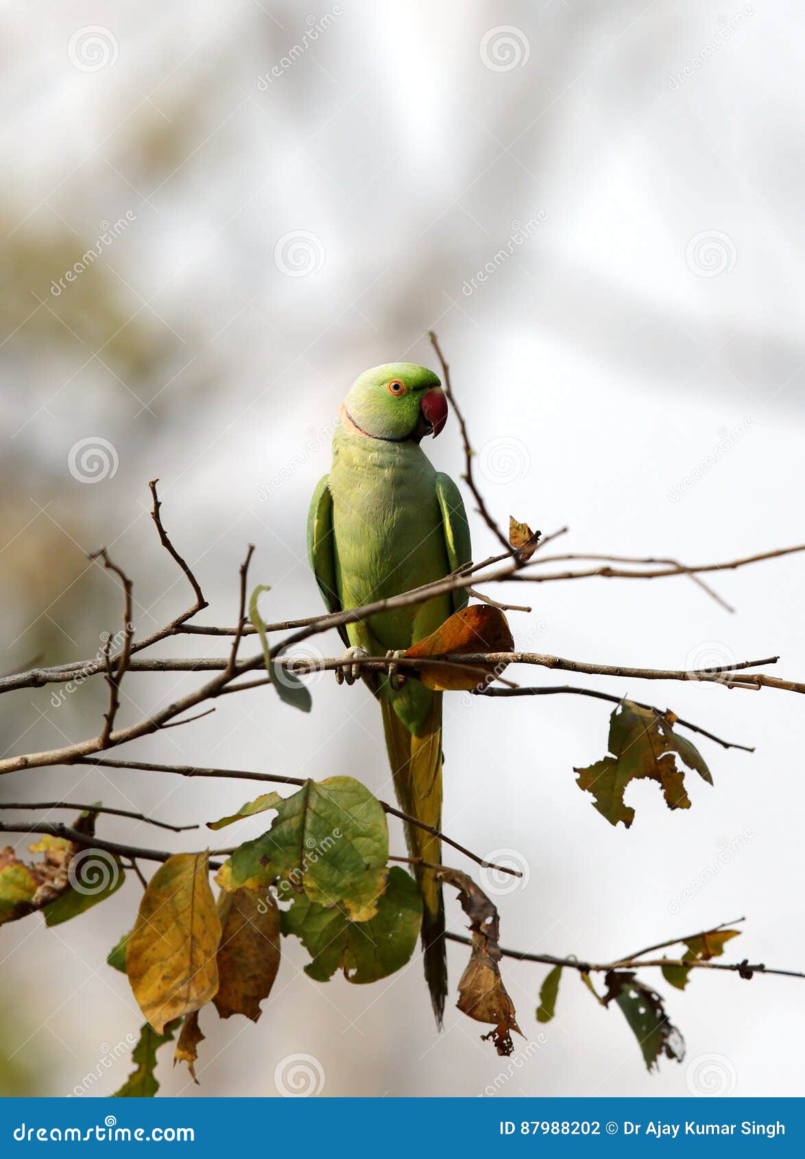 The Rose-ringed Parakeet in Pench Tiger Reserve Stock Photo - Image of ...