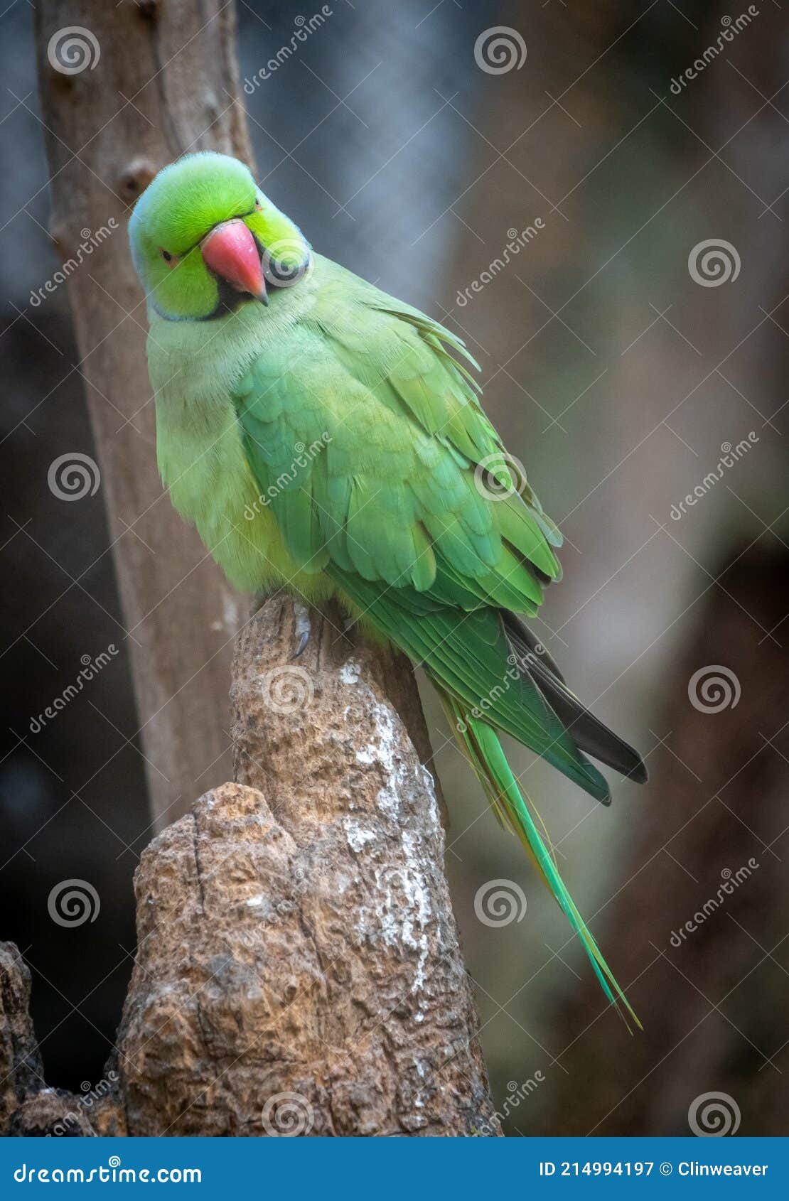 Rose Ringed Parakeet on Perch Stock Image - Image of asian, bright ...