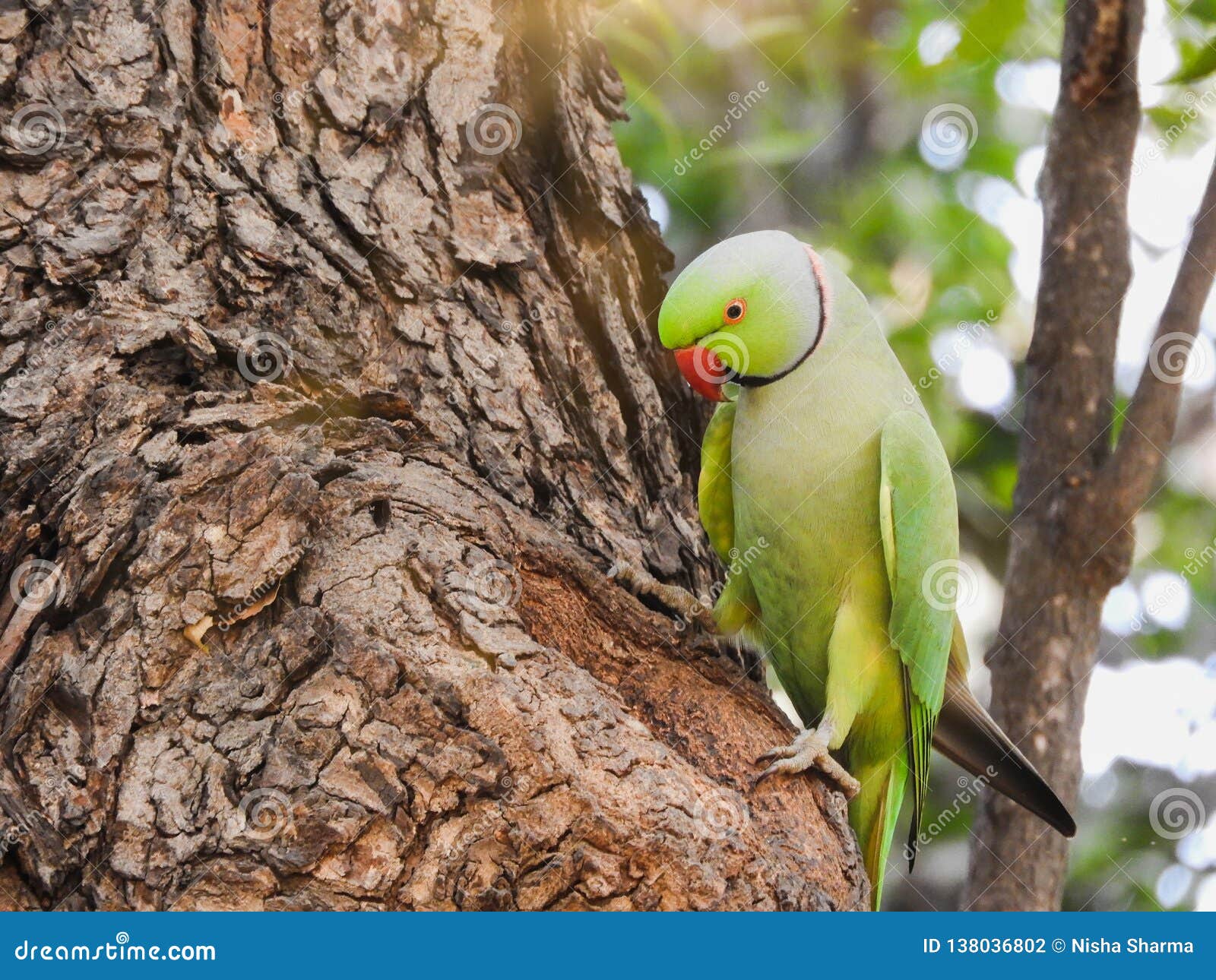 Parakeet stock photo. Image of bird, avian, trunk, house - 138036802