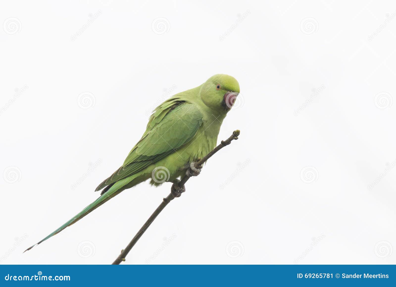 Rose-ringed Parakeet Psittacula Krameri Stock Image - Image of detail ...