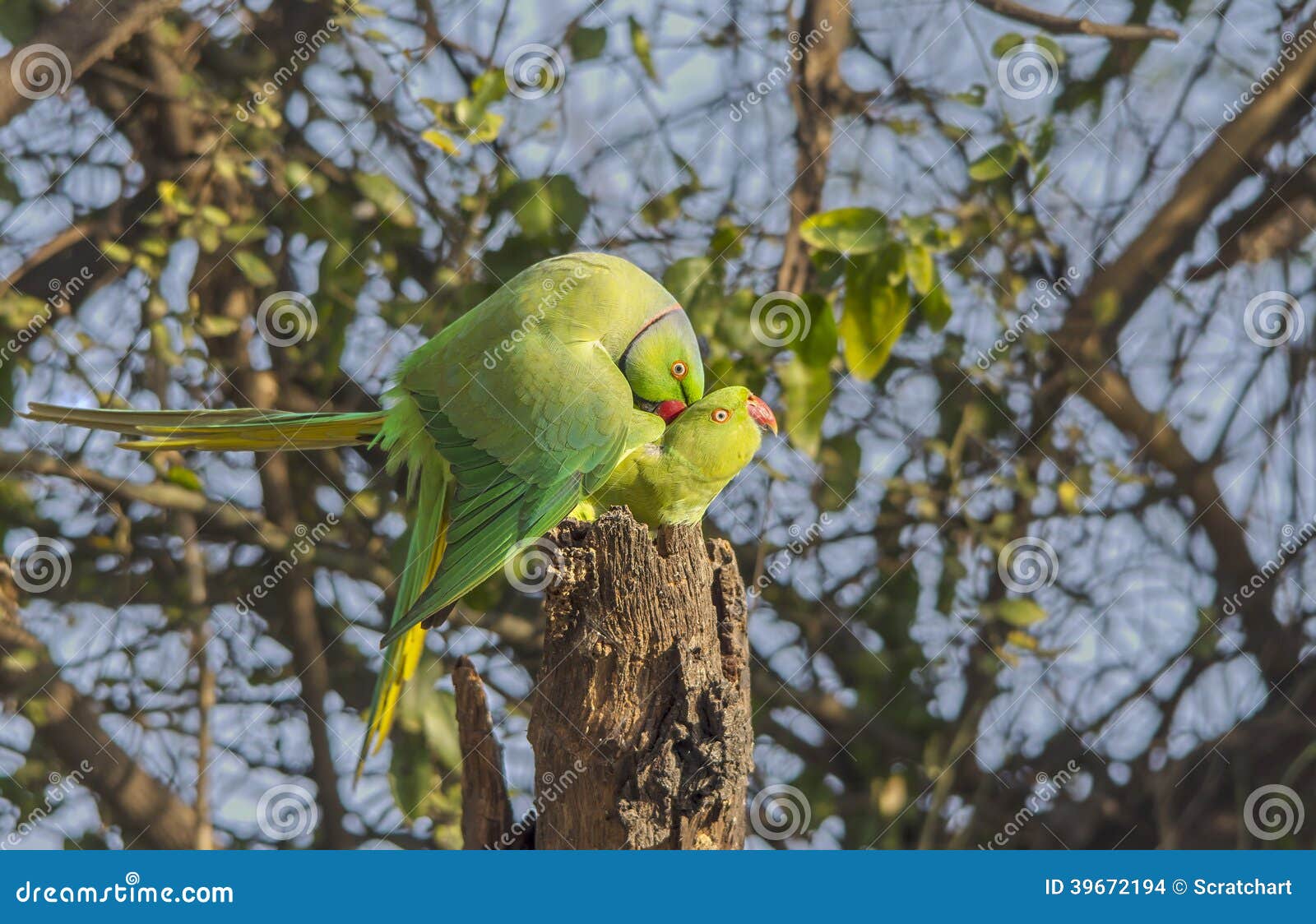 Rose Ringed Parakeet (Psittacula Krameri) Stock Photo - Image of ...