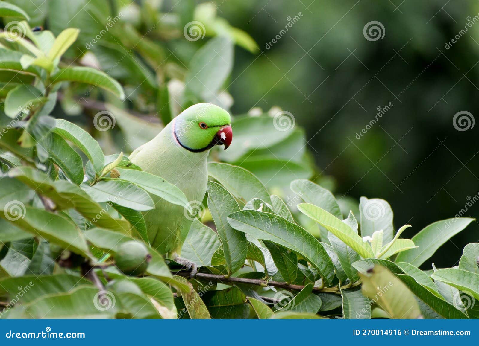 Rose-ringed Parakeet (Psittacula Krameri) or Parrot Sitting on the ...
