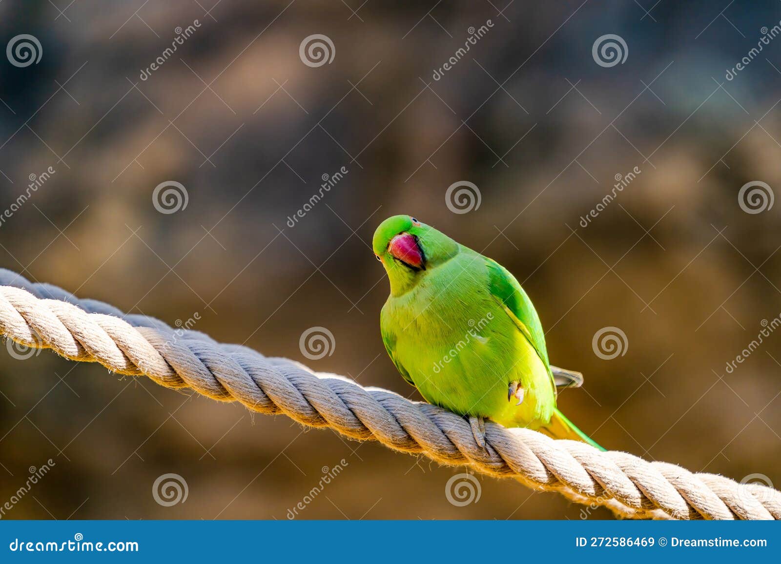 Rose-Ringed Parakeet stock image. Image of nature, bird - 272586469