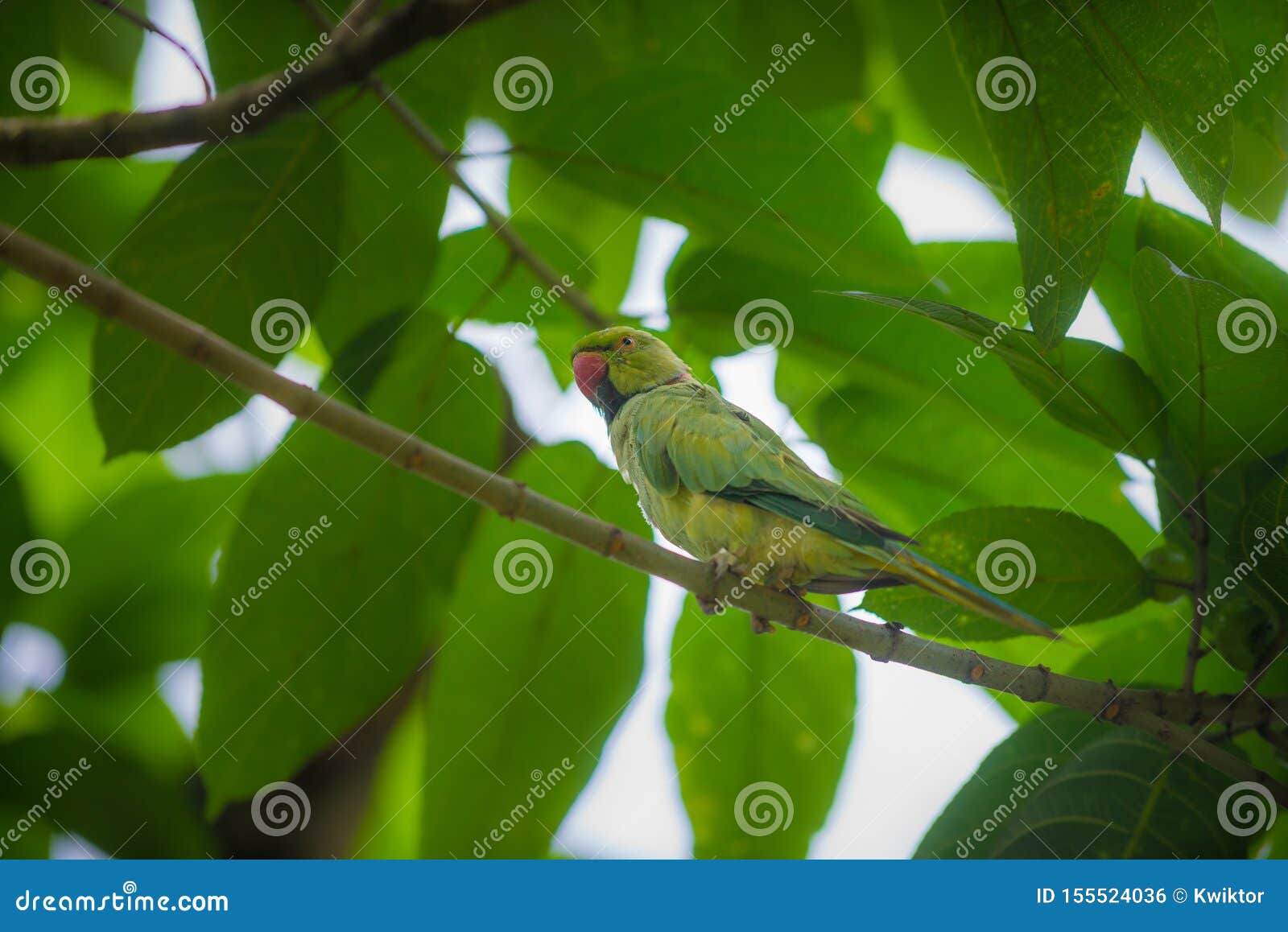 Rose Ringed Parakeet, Psittacula Krameri Stock Photo - Image of ...