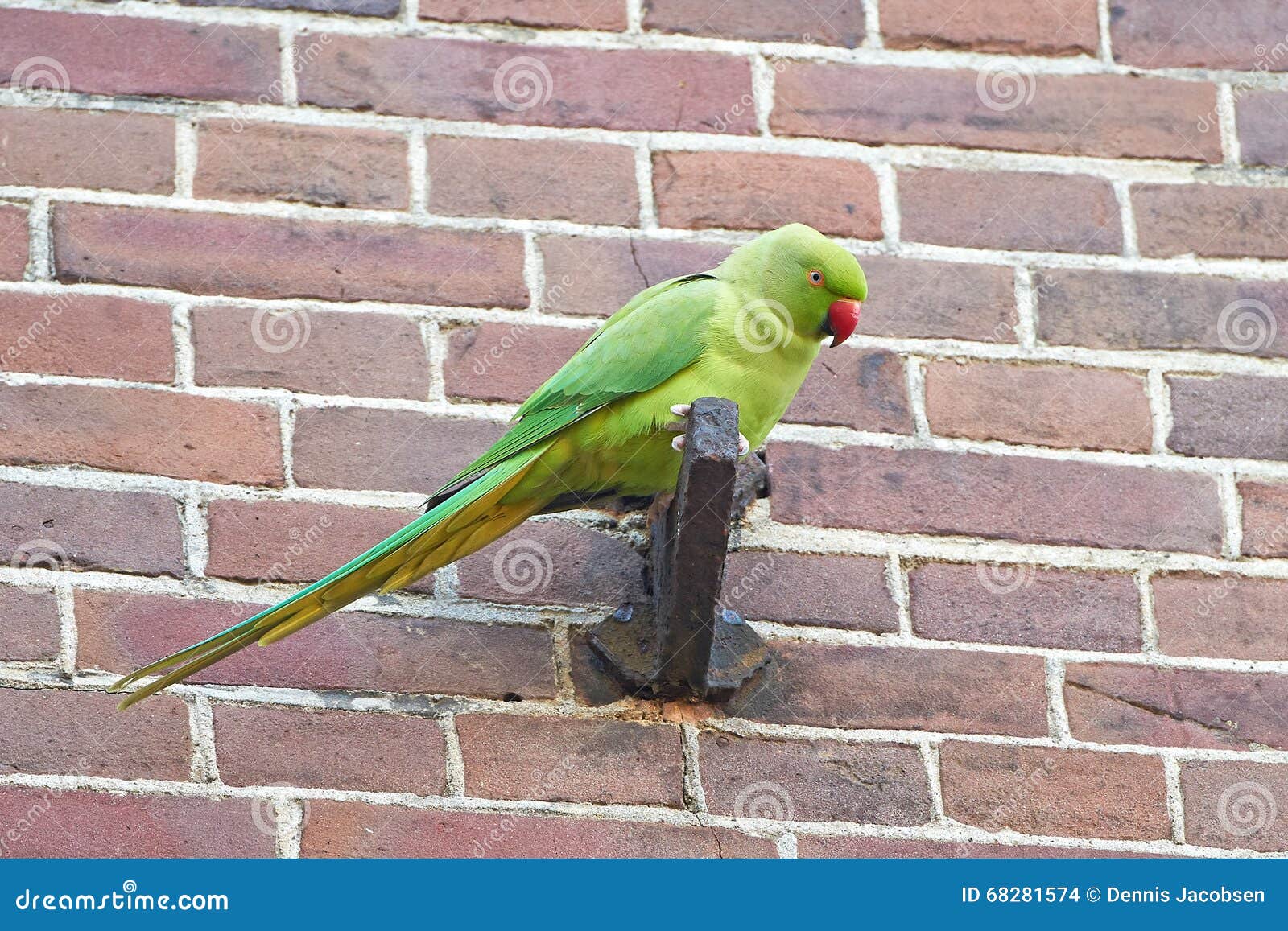 Rose-ringed Parakeet (Psittacula Krameri) Stock Photo - Image of green ...