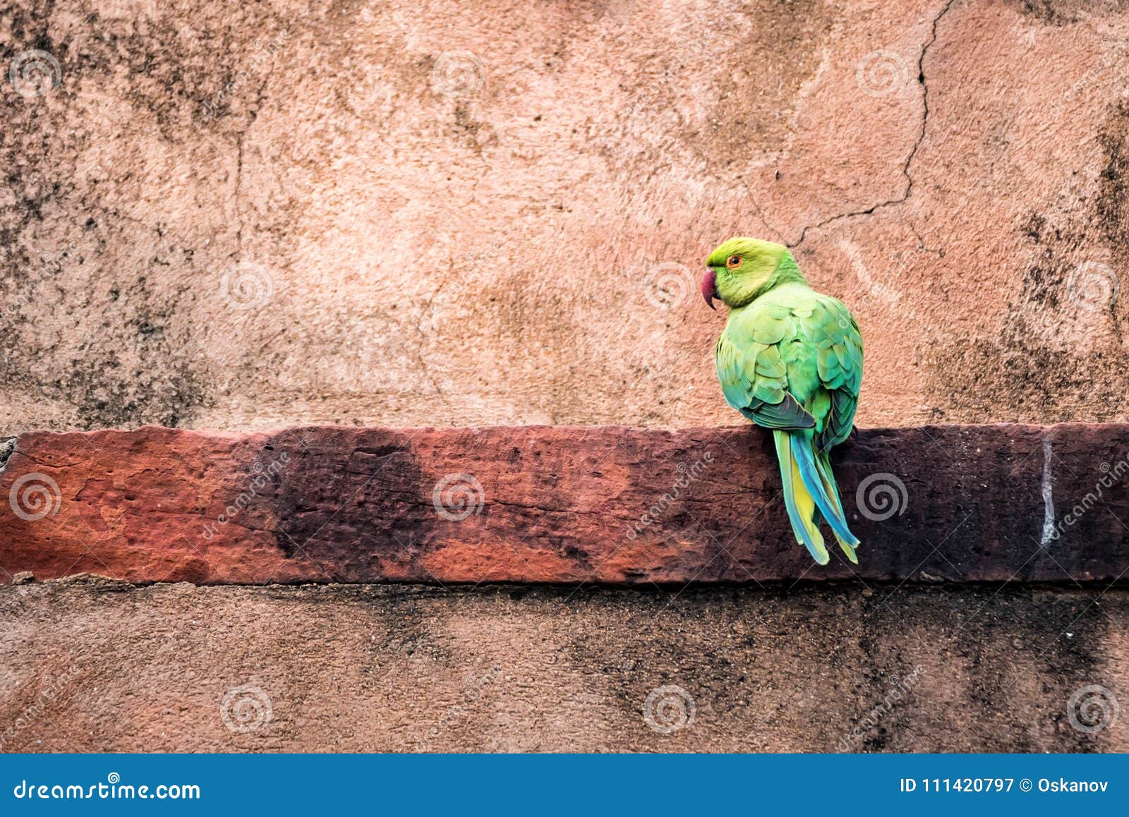 Rose-Ringed Parakeet or Psittacula Krameri Stock Image - Image of ...