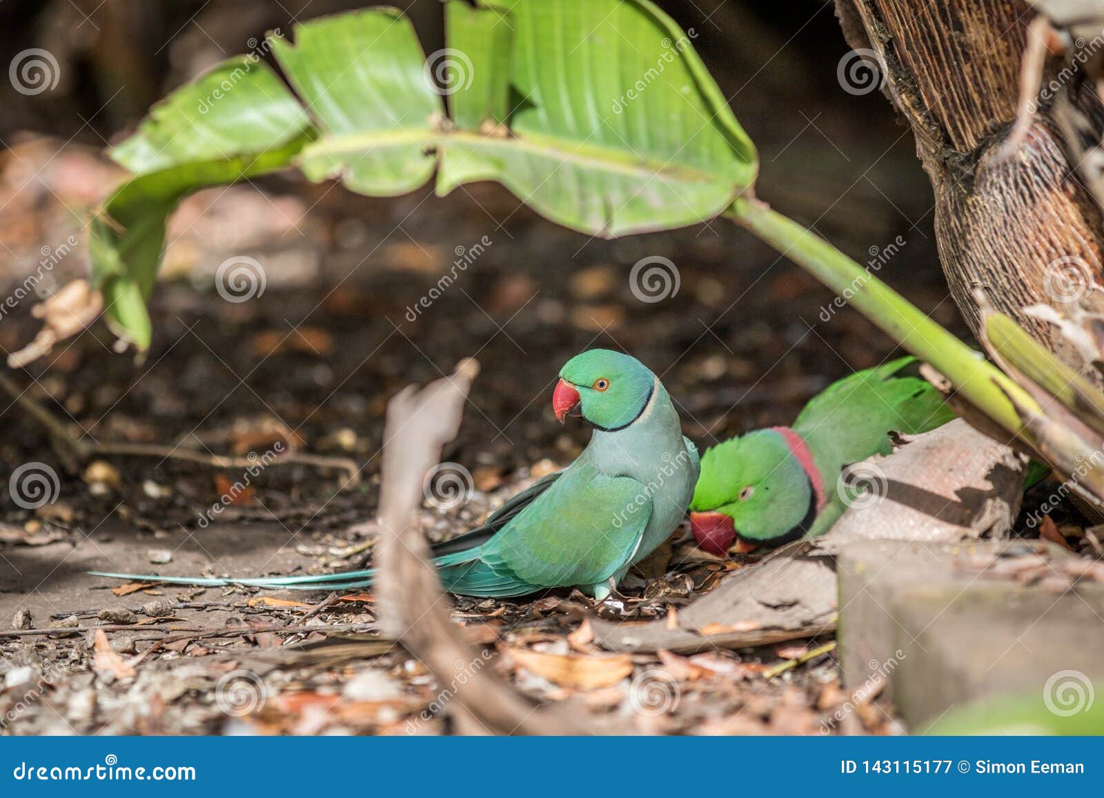 Rose-ringed Parakeet and Ring-necked Parakeet Stock Image - Image of ...