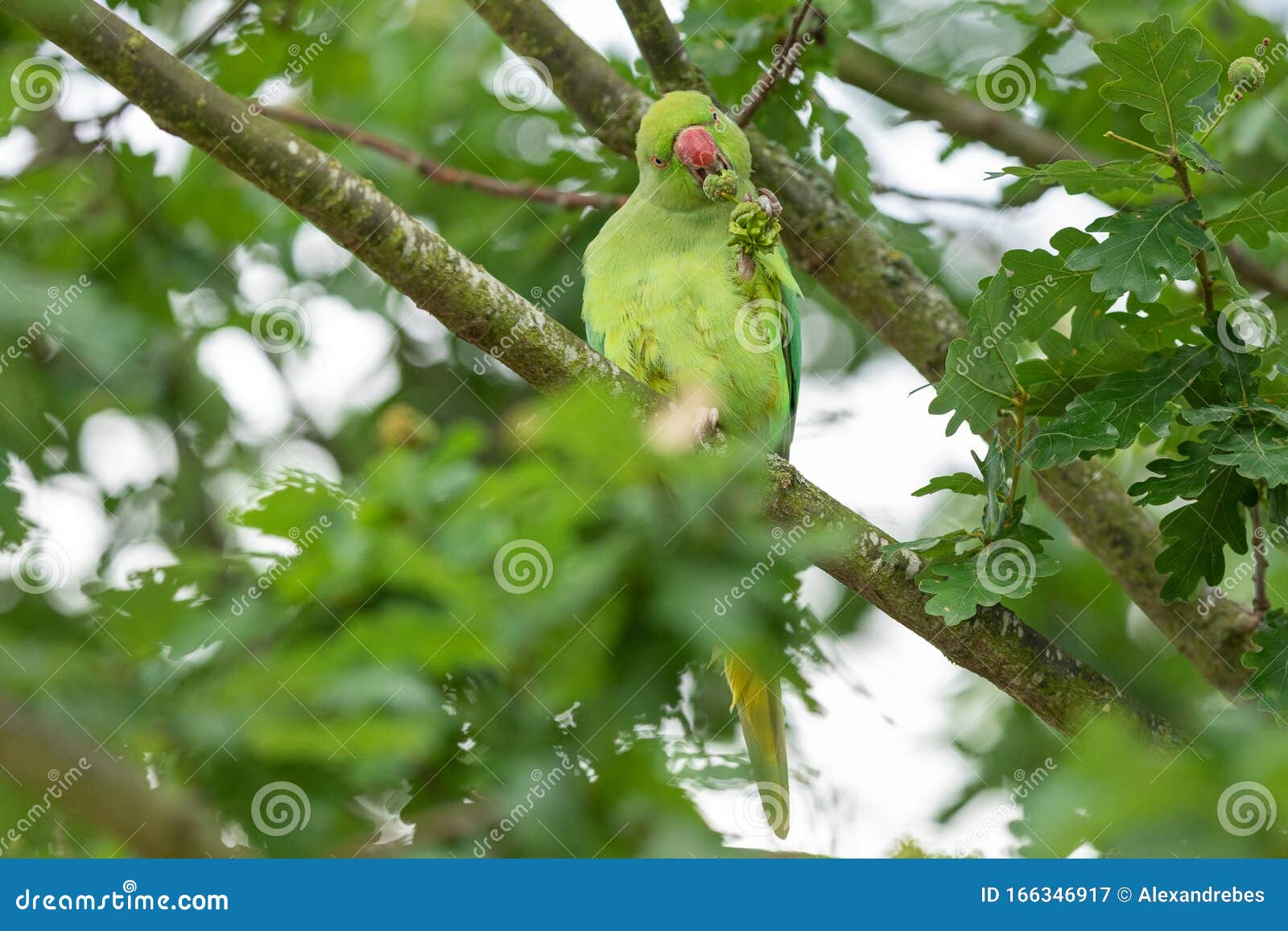 Rose-ringed Parakeet in the Tree Stock Image - Image of necked ...