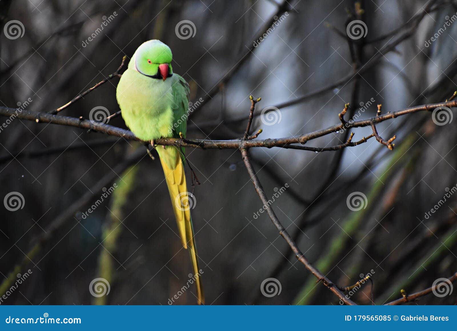 Rose-ringed Parakeet on Tree Branch. Stock Image - Image of background ...