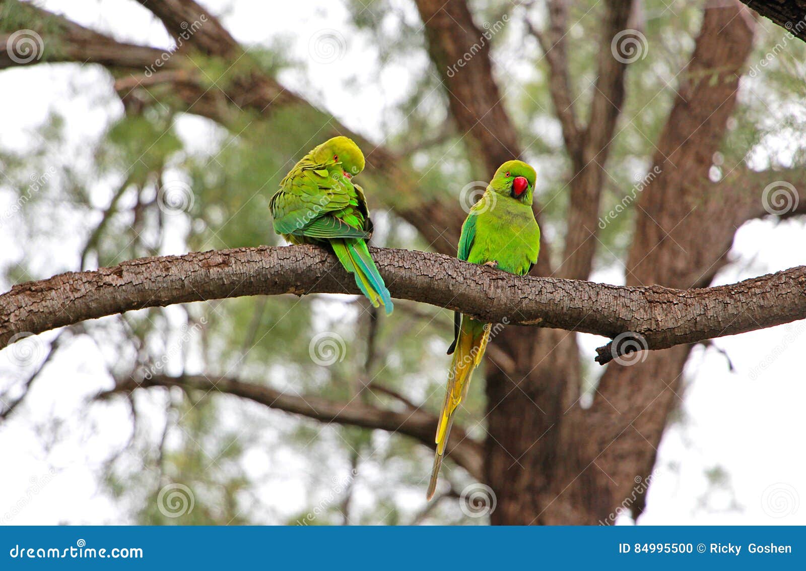 Rose-ringed Parakeets Psittacula Krameri Stock Photo - Image of krameri ...