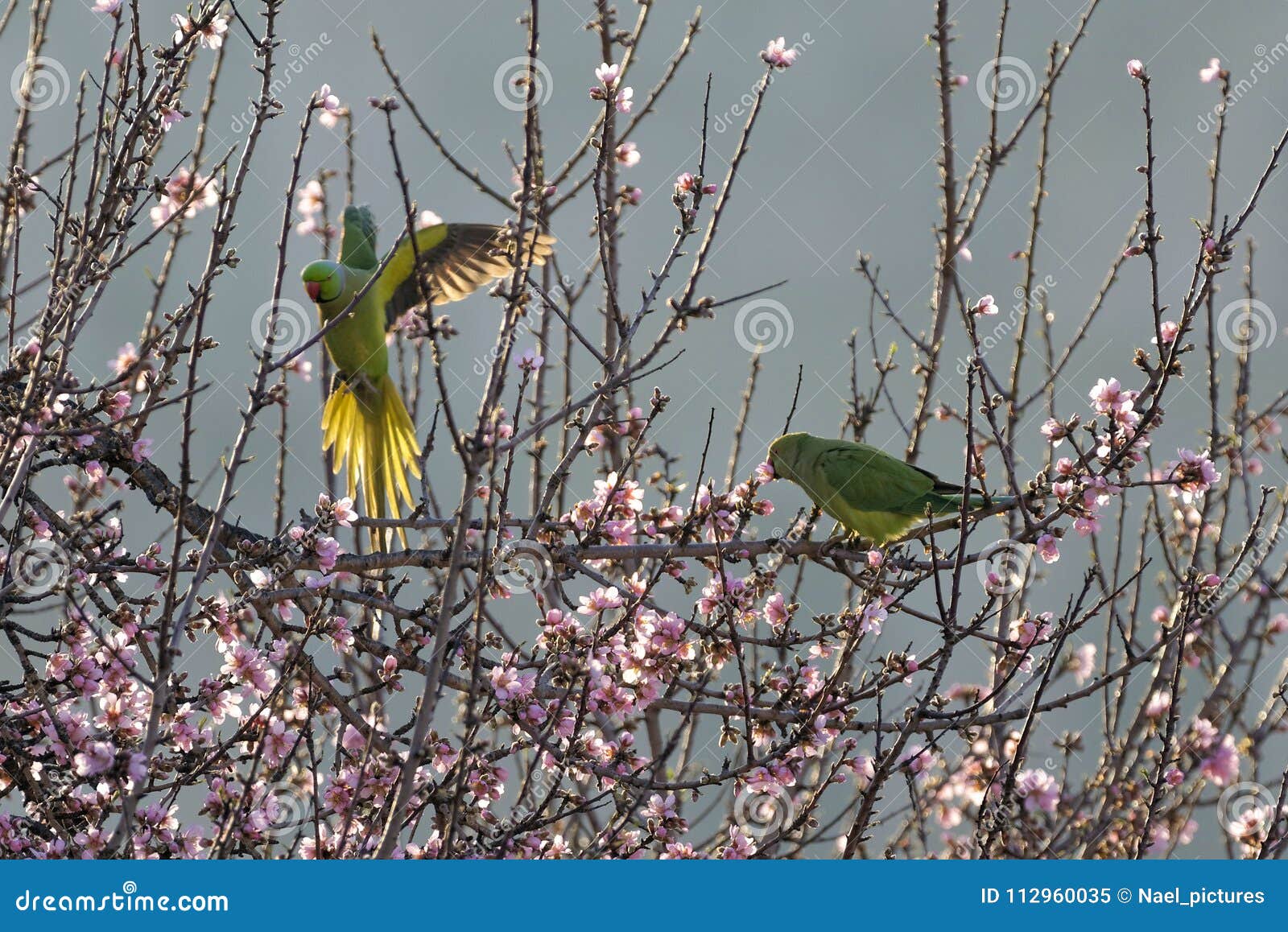 Rose-ringed parakeets stock image. Image of rome, tail - 112960035