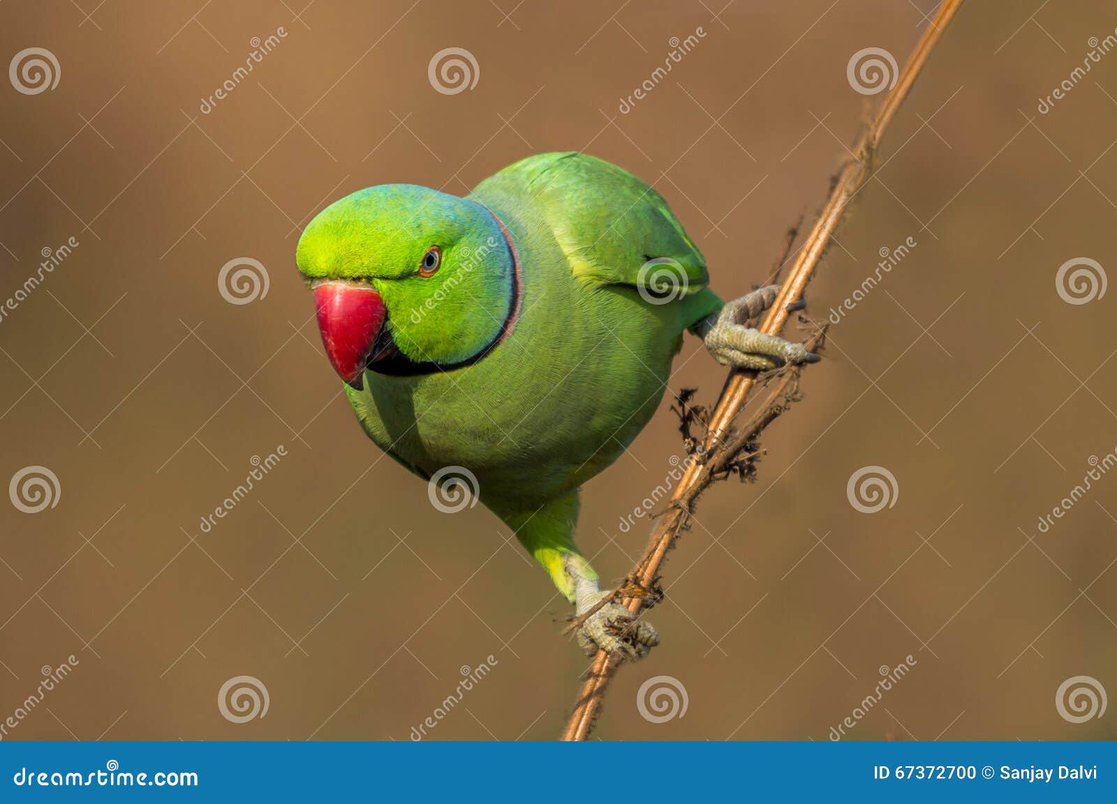 Rose Ringed Parrort Portrait Stock Photo - Image of parakit, beutiful ...