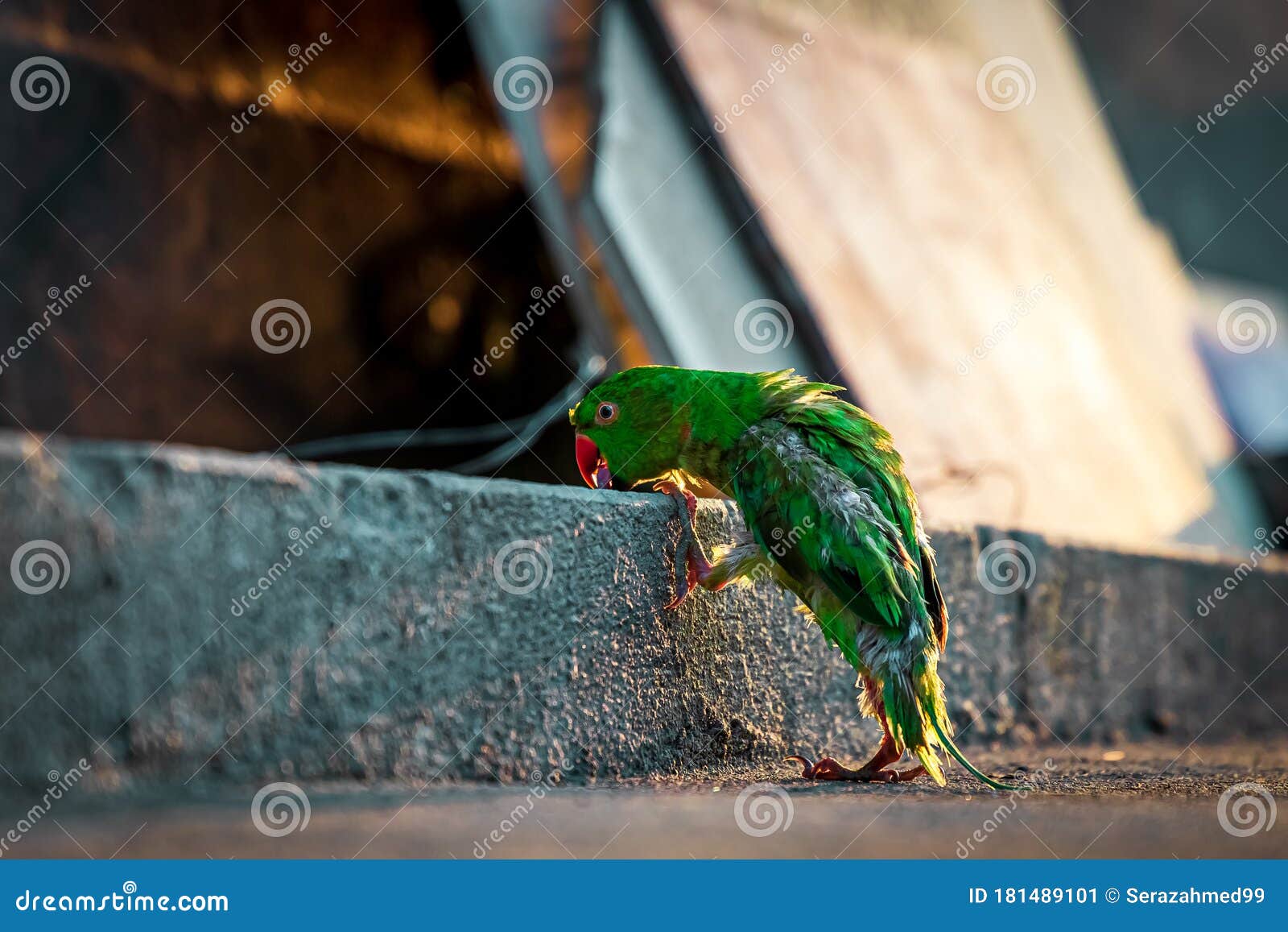 Rose Ringed Parrot Climbs Wall Stock Image - Image of head, beast ...