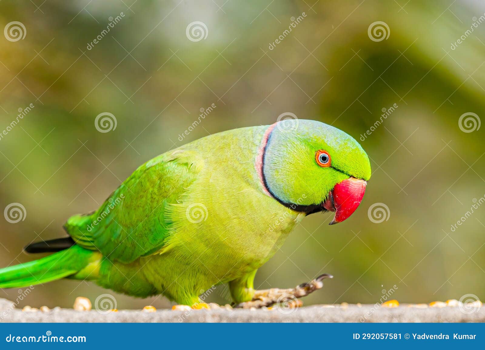 A Rose ringed parrot stock image. Image of tree, parrot - 292057581