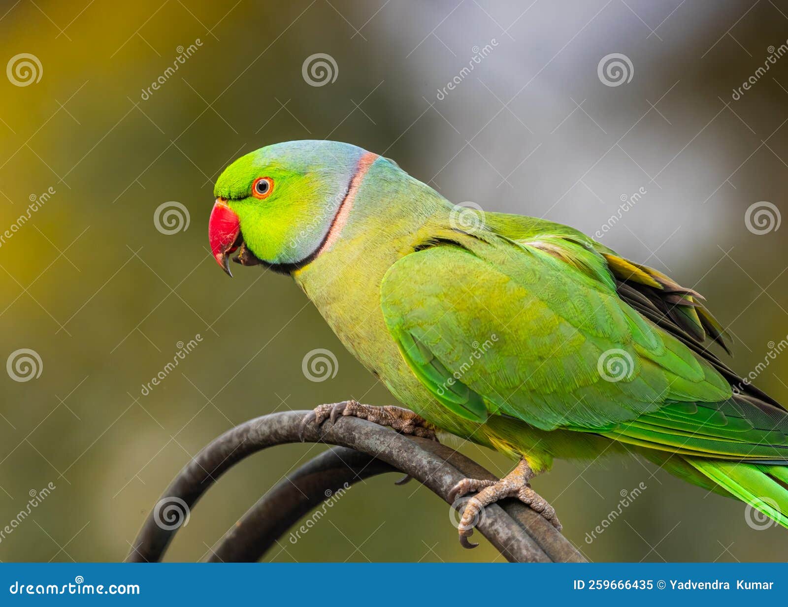A Rose Ringed Parrot Resting Stock Image - Image of view, tail: 259666435