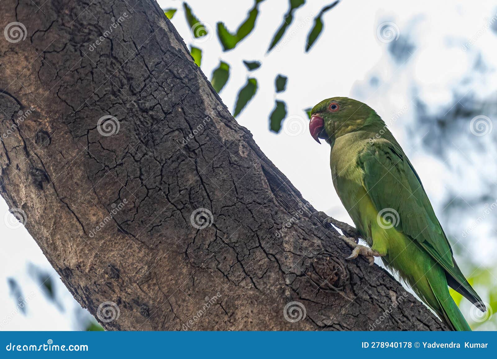 A Rose Ringed Parrot Sitting Stock Photo - Image of england, tropical ...