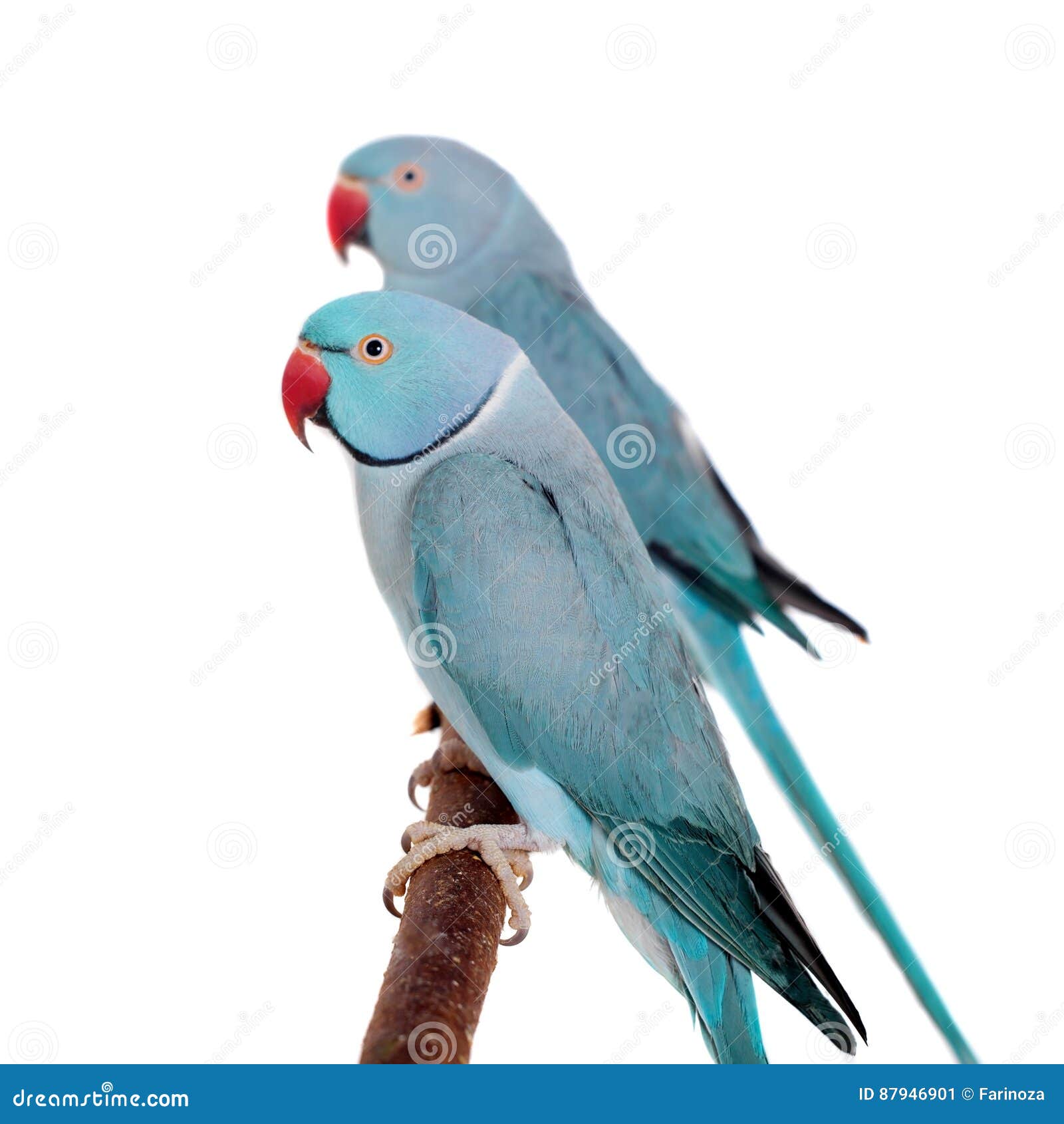 The Rose-ringed or Ring-necked Parakeets on White Stock Image - Image ...