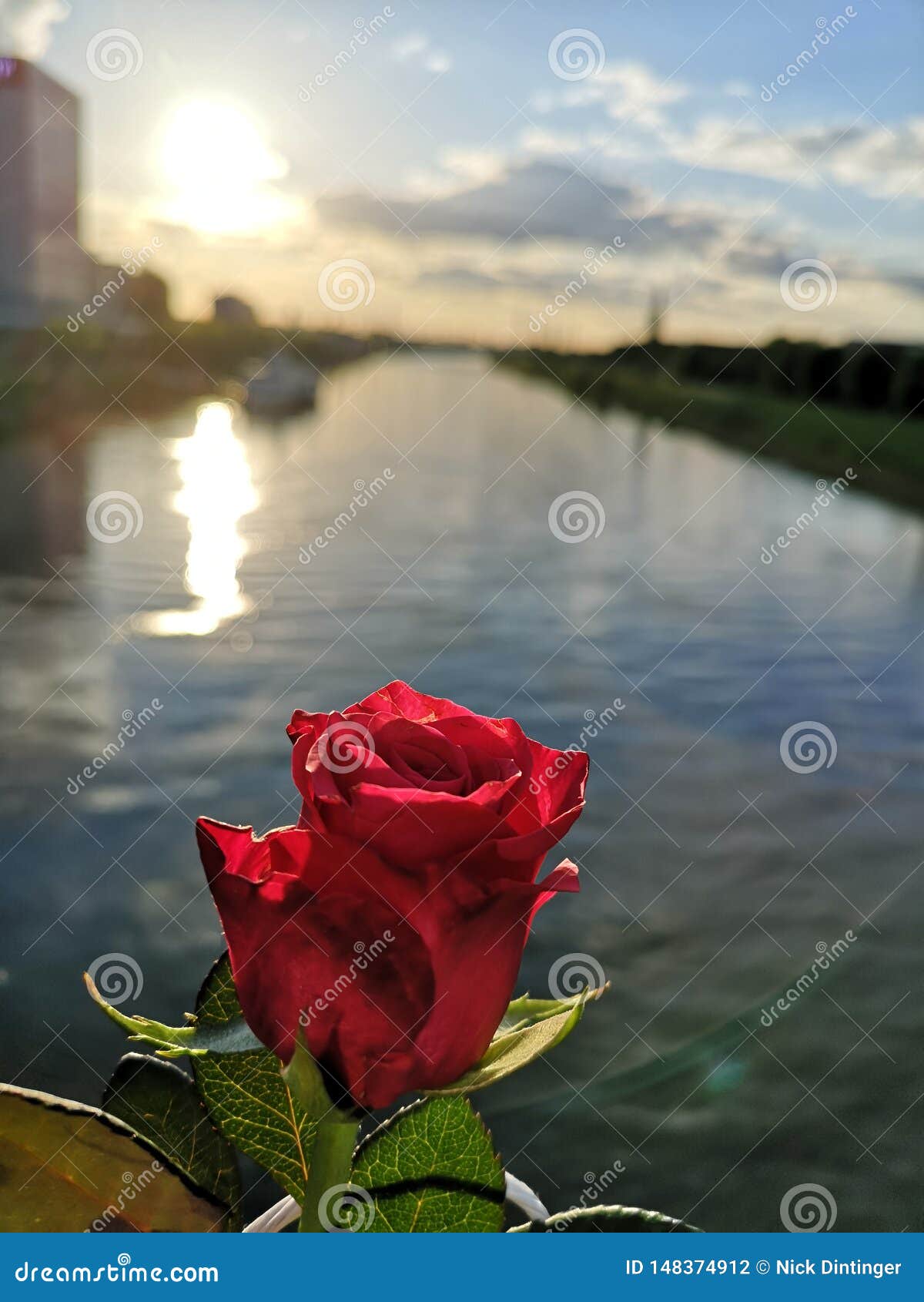 Rose and river stock photo. Image of rose, flower, clouds - 148374912