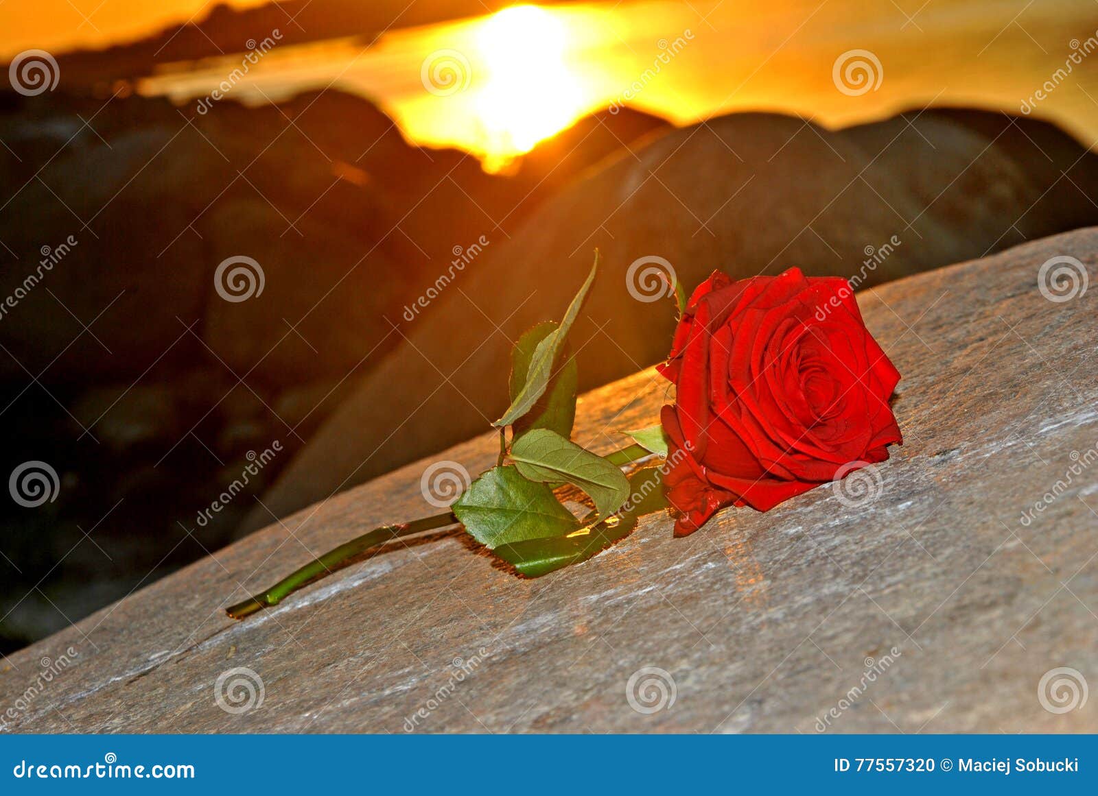 Rose on a rock stock photo. Image of nature, sunny, evening - 77557320