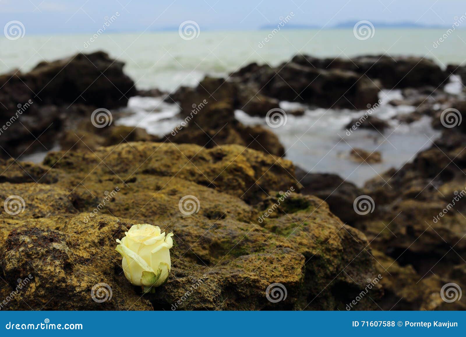 Rose on the rock stock photo. Image of seascape, spray - 71607588