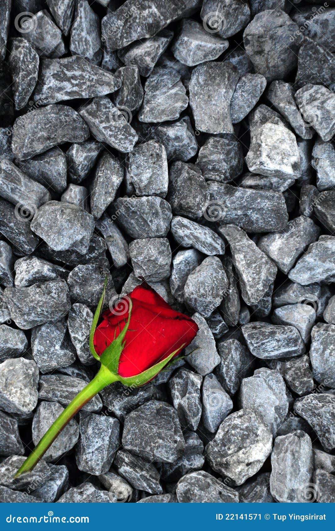 A rose on the rocks stock image. Image of flower, love - 22141571