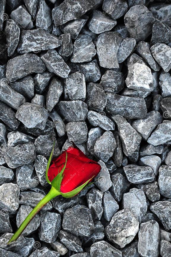 A rose on the rocks stock image. Image of flower, love - 22141571