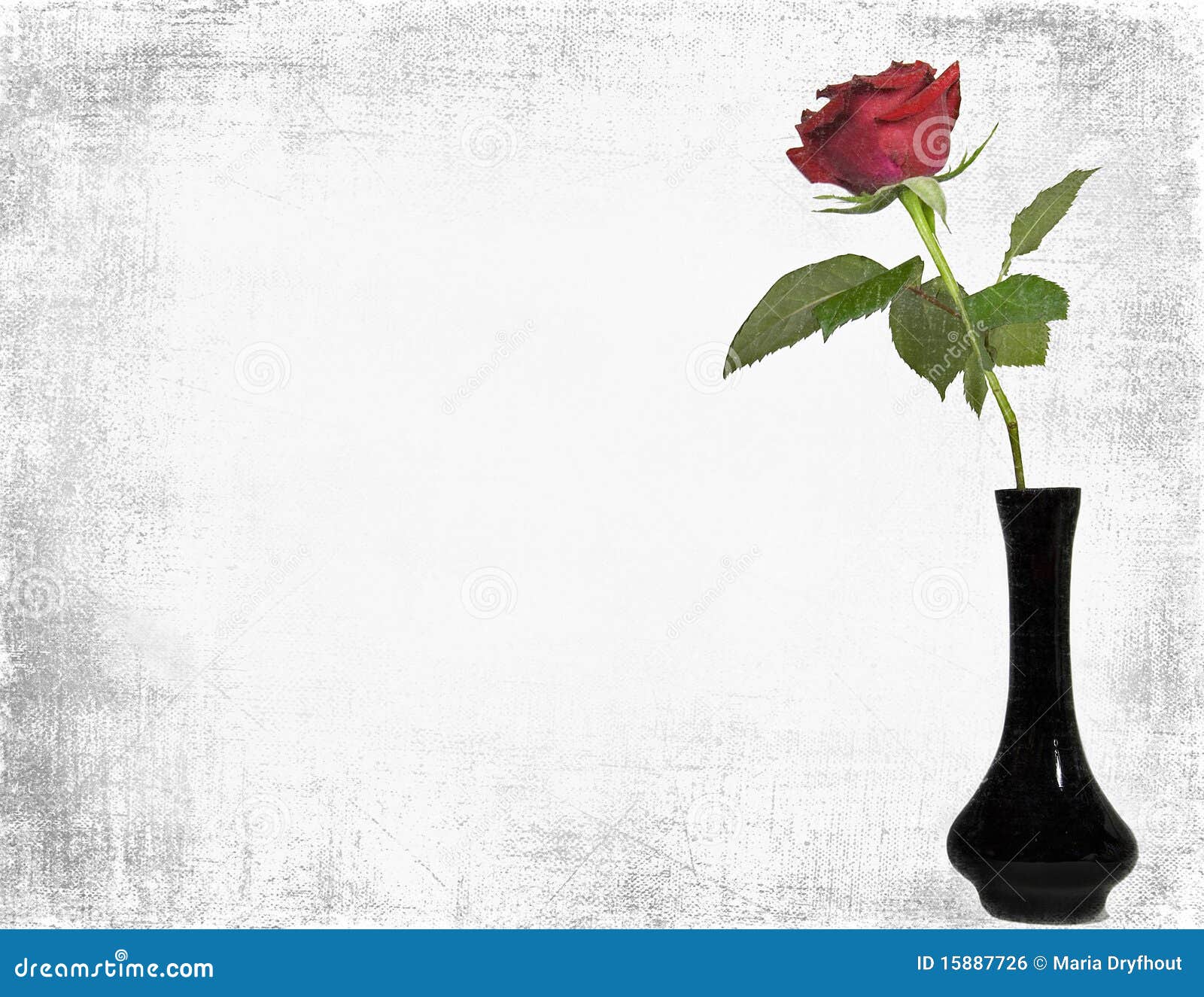 Rose roja stock de ilustración. Ilustración de cubo, amor - 15887726