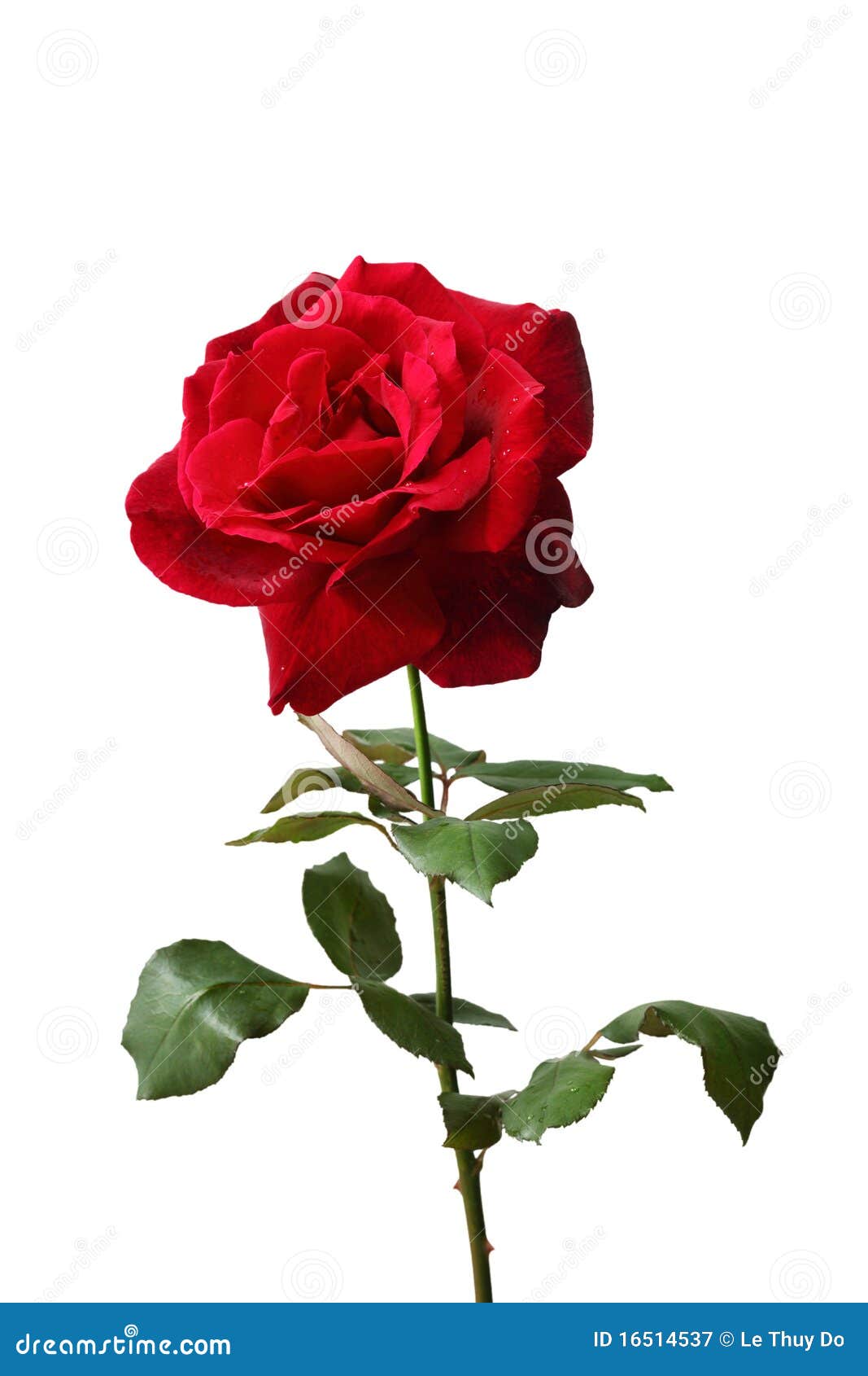 Rose roja imagen de archivo. Imagen de belleza, pétalo - 16514537