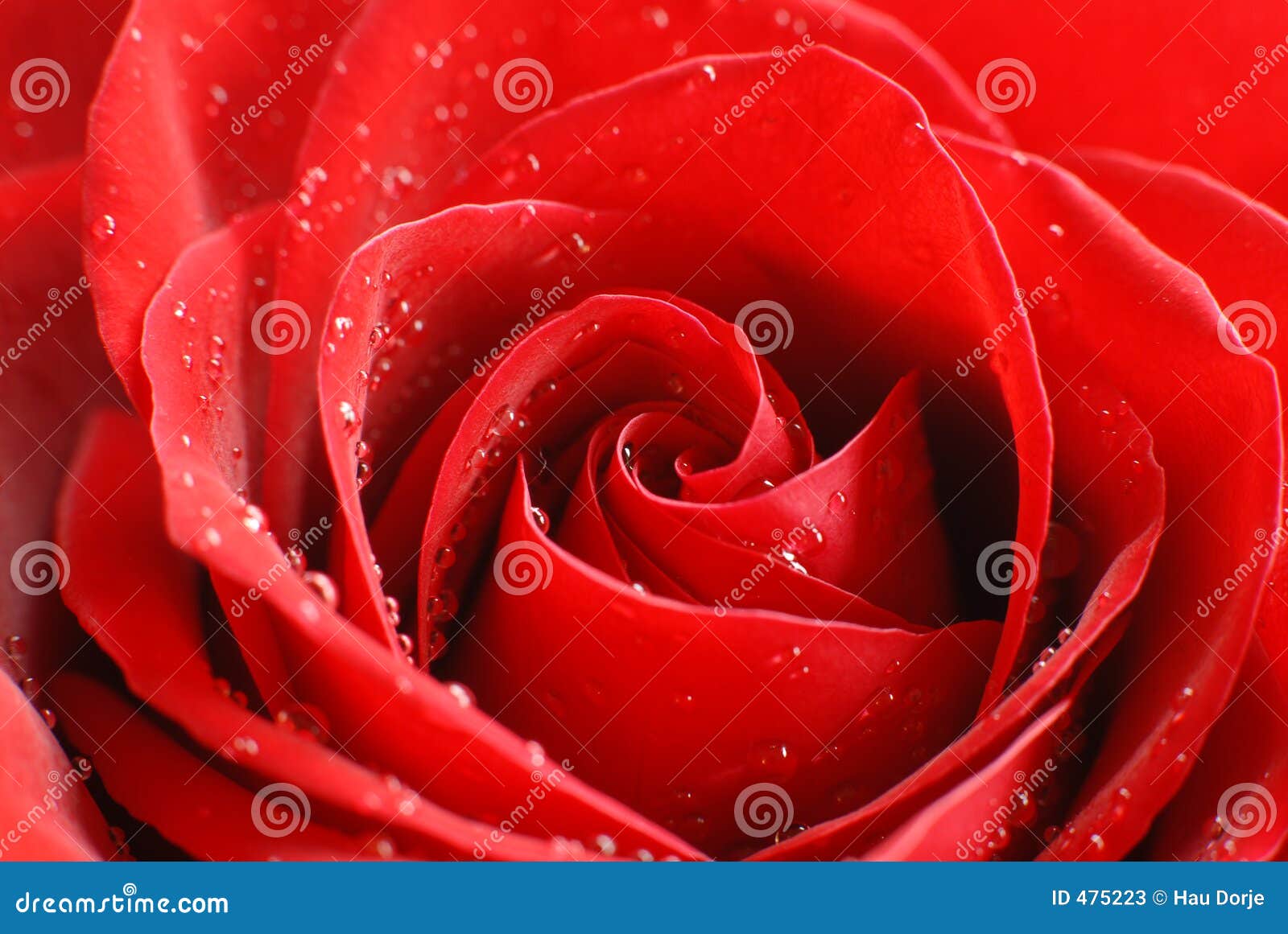 Rose roja imagen de archivo. Imagen de color, cubo, romance - 475223