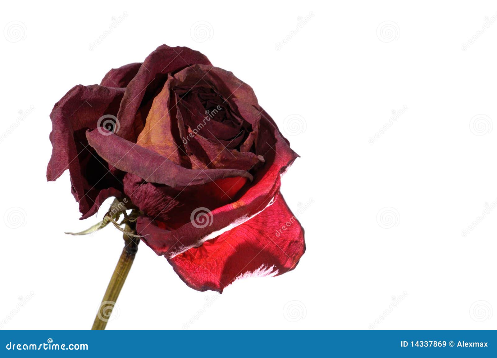Rose Roja Marchitada Imagen. Imagen: 14337869