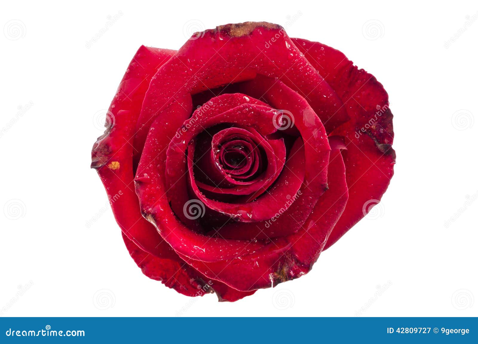 Rose Rojo Oscuro Aislada, Objetos Aislados, Trayectoria De Recortes ...