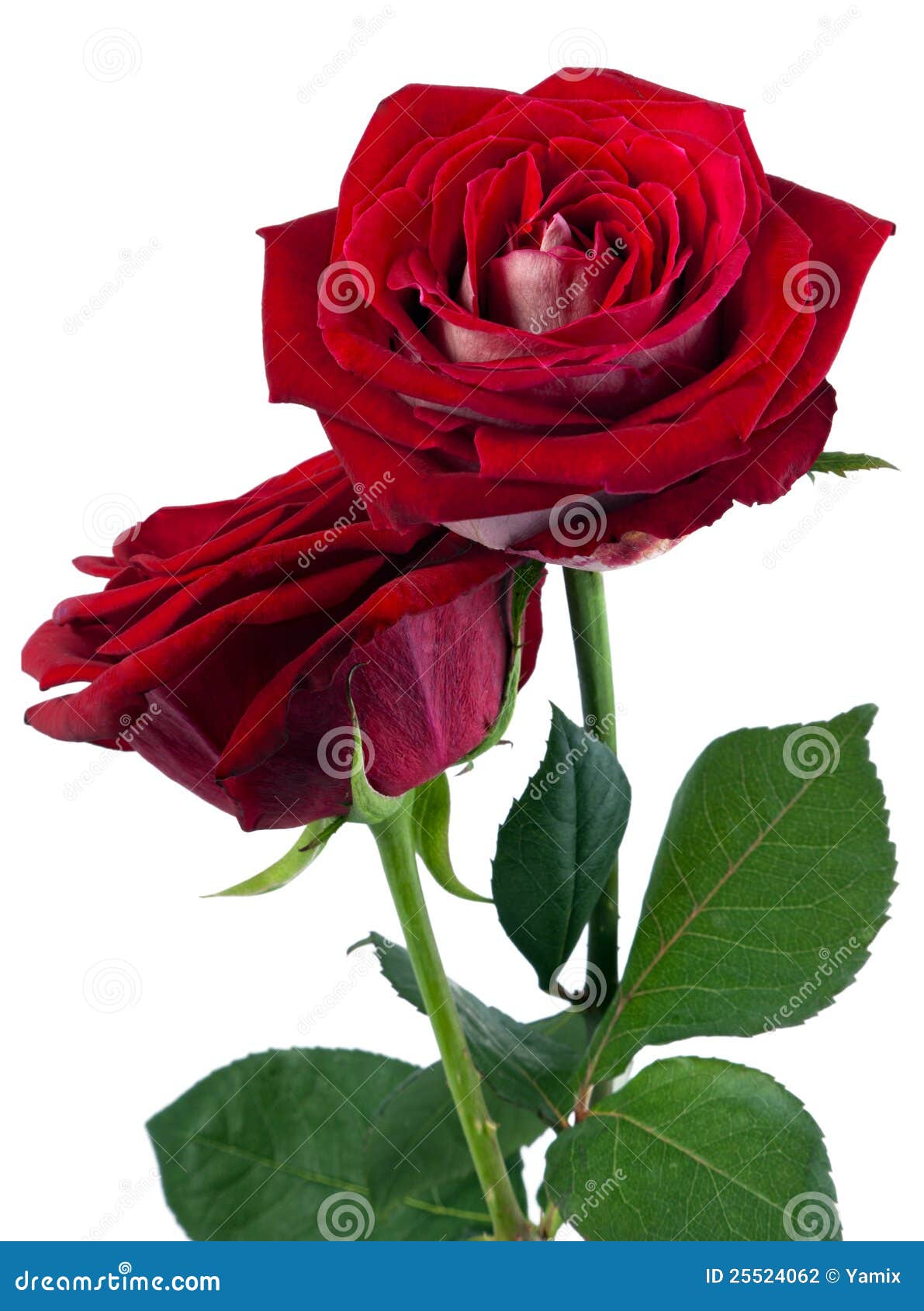 Rose and Romance stock photo. Image of arrangement, isolated - 25524062
