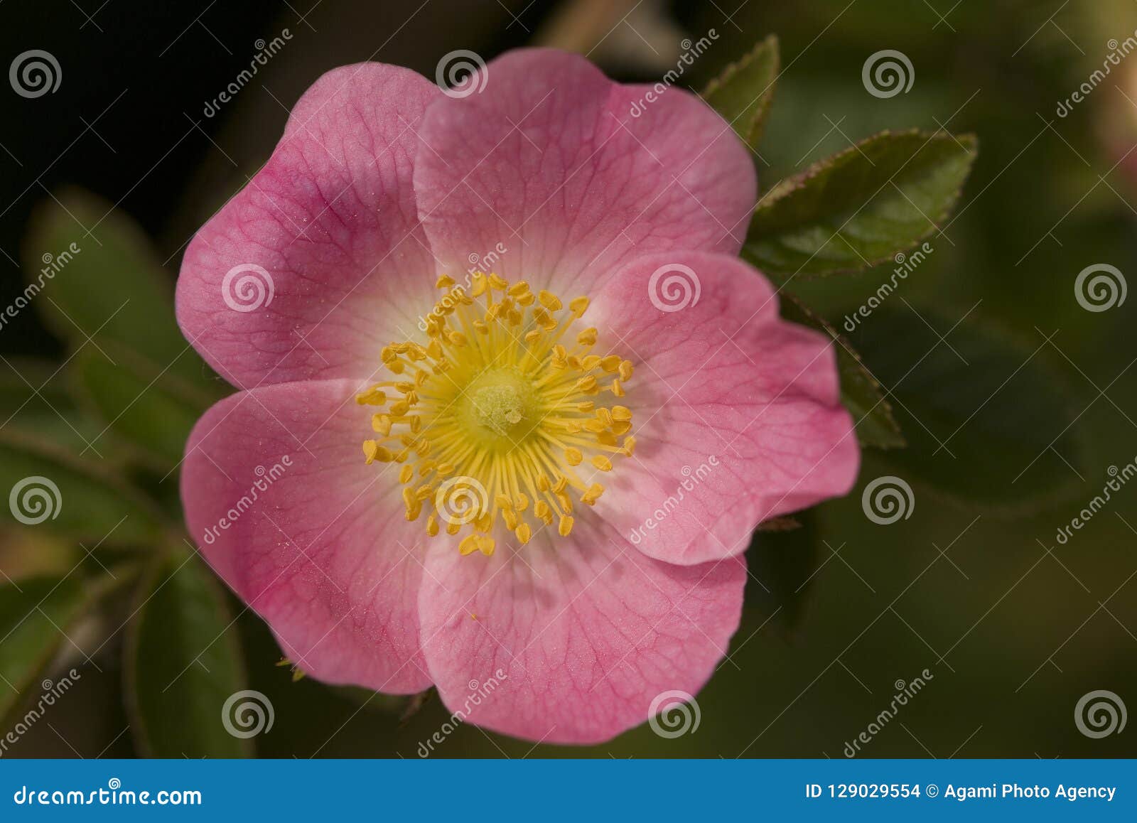 Rose, Roos, Rosa spec stock photo. Image of nederland - 129029554