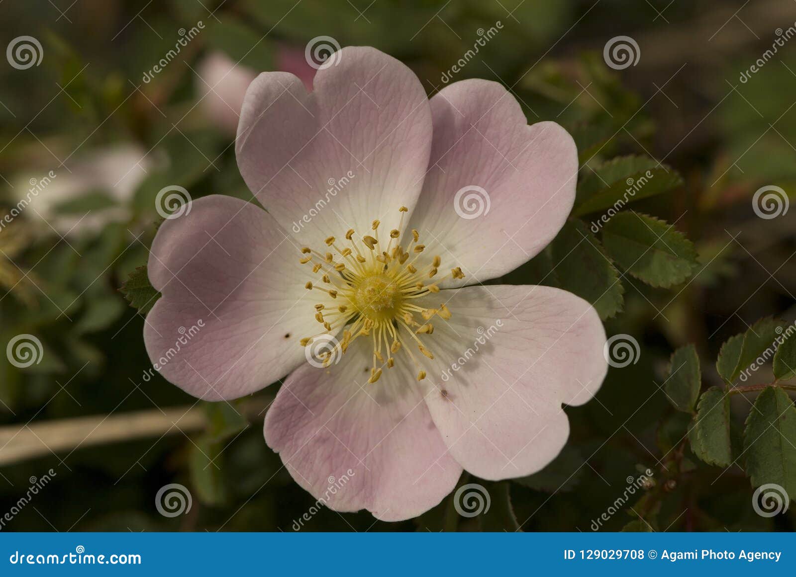 Rose, Roos, Rosa spec stock photo. Image of spec, netherlands - 129029708