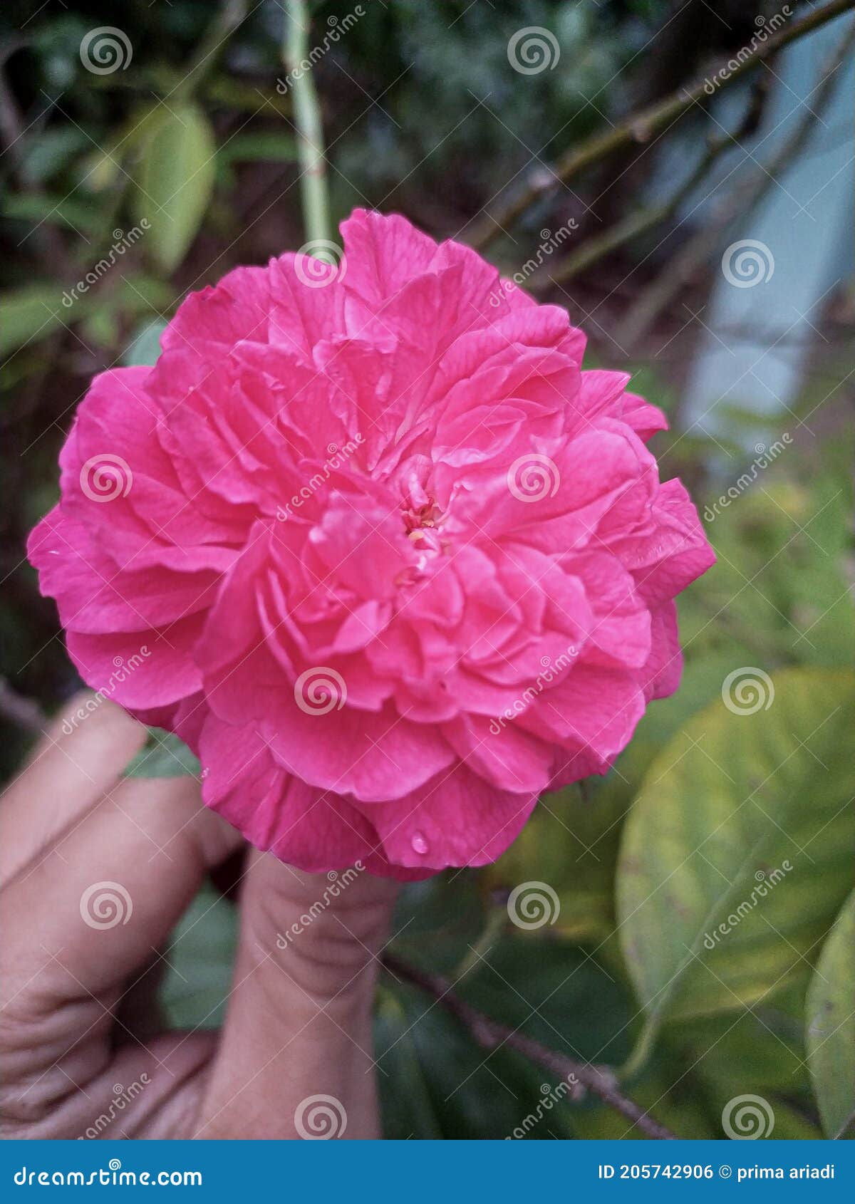 Rose Rosa Centifolia Muscosa Flower Stock Photo - Image of rose, rosa ...