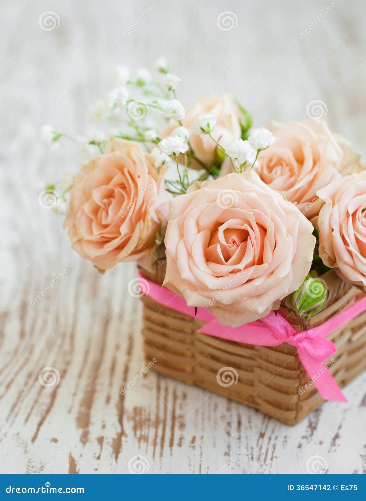 Rose rosa-chiaro fotografia stock. Immagine di germoglio - 36547142