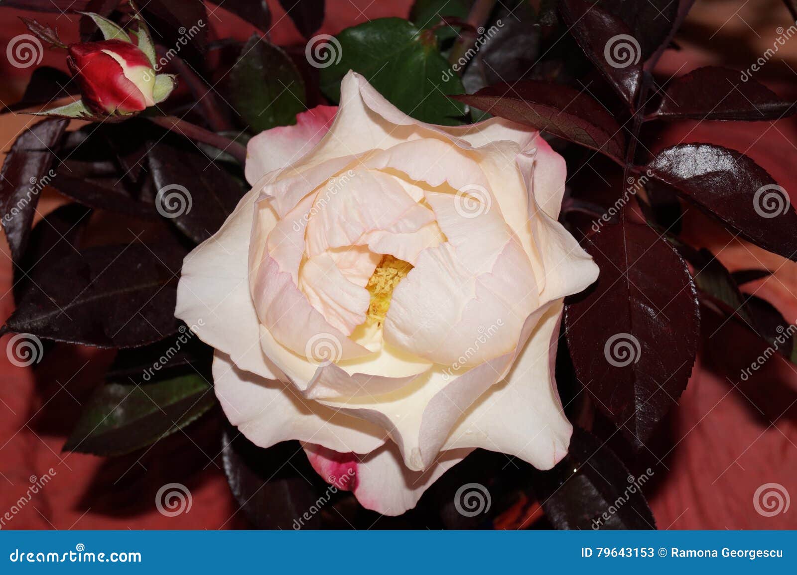 Rose rosa-chiaro immagine stock. Immagine di luce, romantico - 79643153