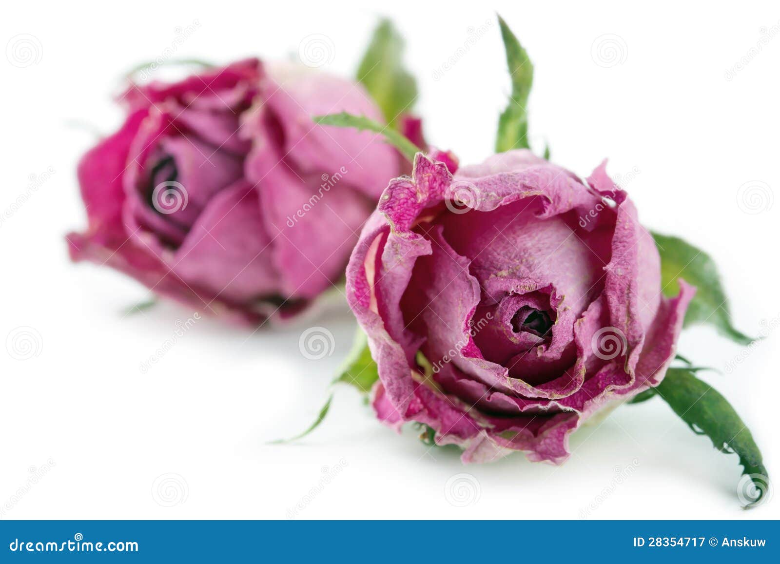 Rose Rosa Secche Su Fondo Bianco Immagine Stock - Immagine di macro ...