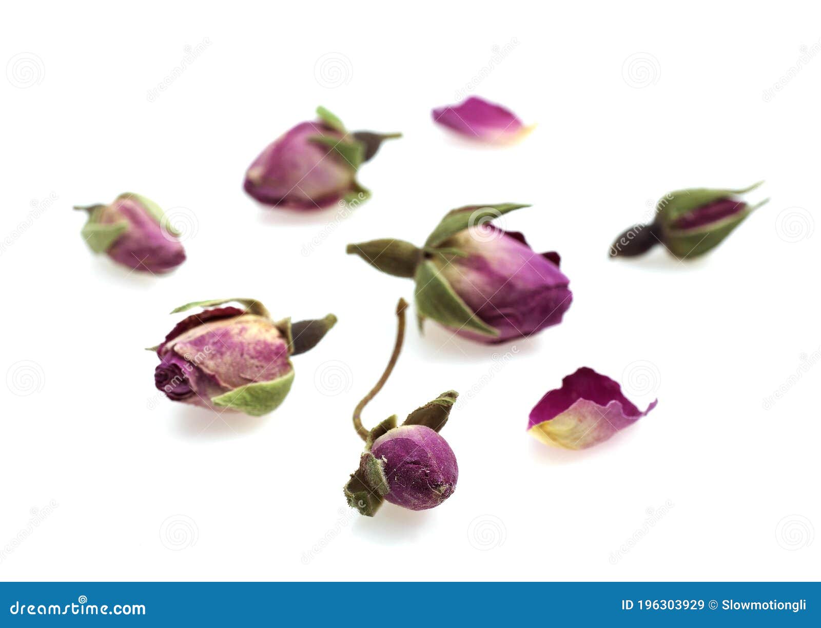 Rose, Rosa Sp., Dry Rosebud Against White Background Stock Image ...