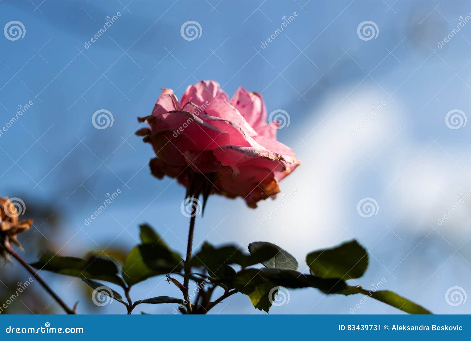 Rose rosa su cielo blu immagine stock. Immagine di naughty - 83439731