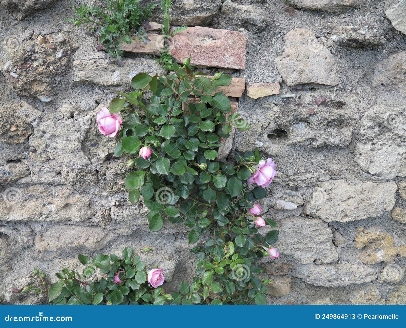 Pink roses on stone wall stock image. Image of field - 249864913