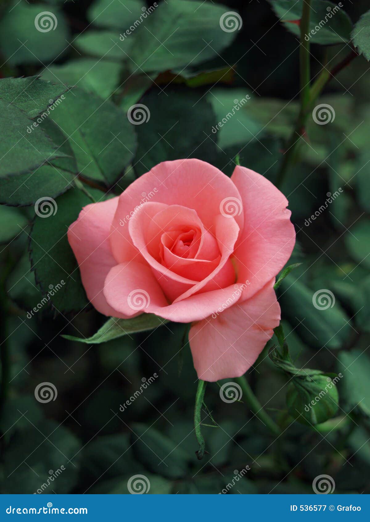 Rose rosada 03 imagen de archivo. Imagen de hoja, pétalos - 536577