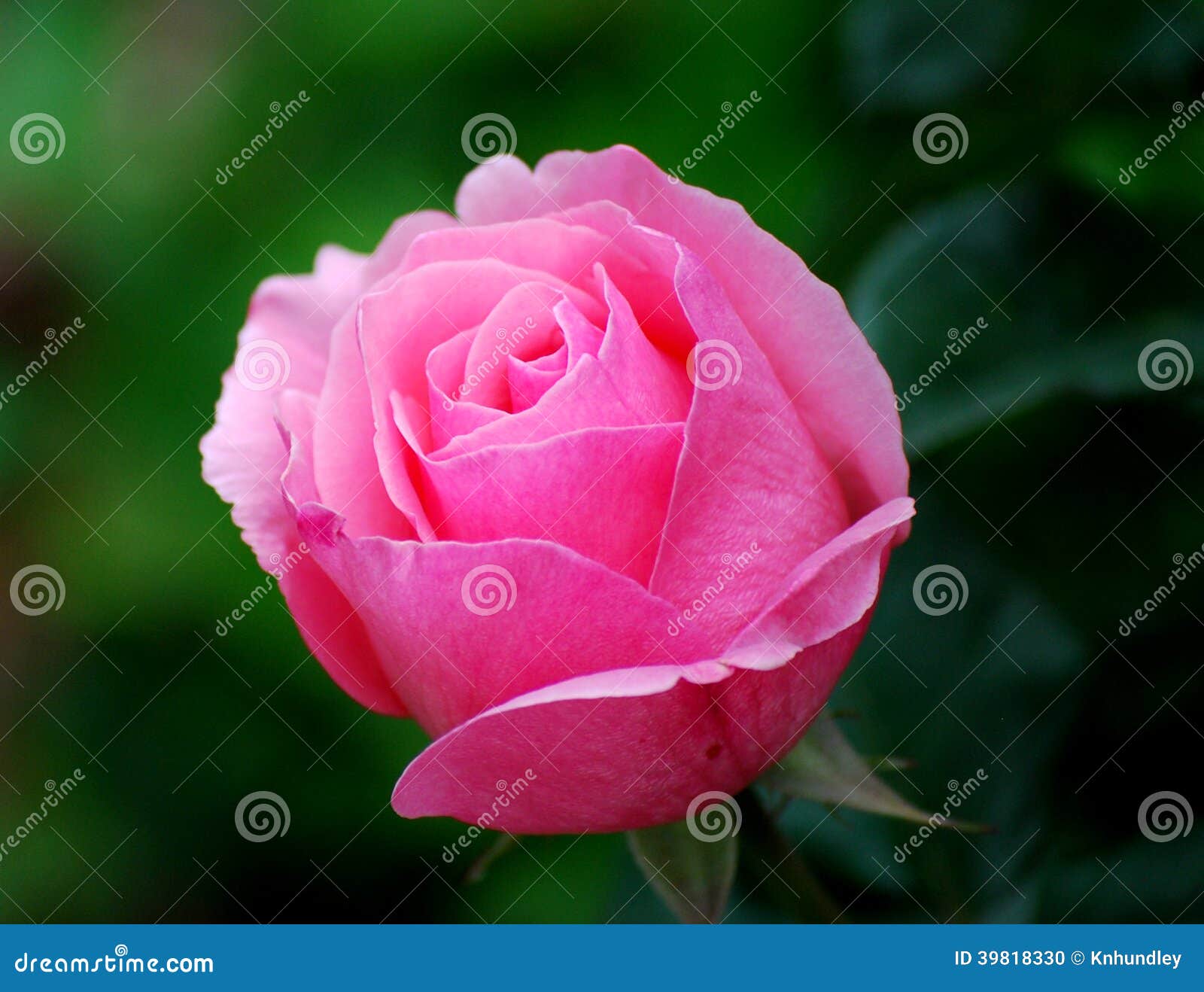 Rose rosada foto de archivo. Imagen de rosa, perfecto - 39818330