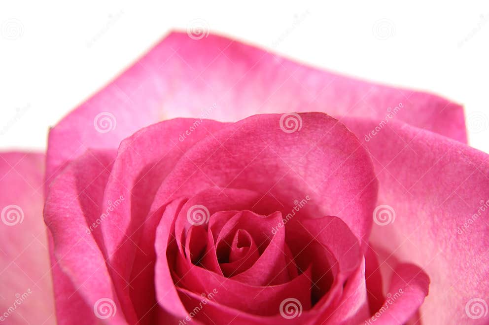 Rose rosada hermosa imagen de archivo. Imagen de escarlata - 20996397