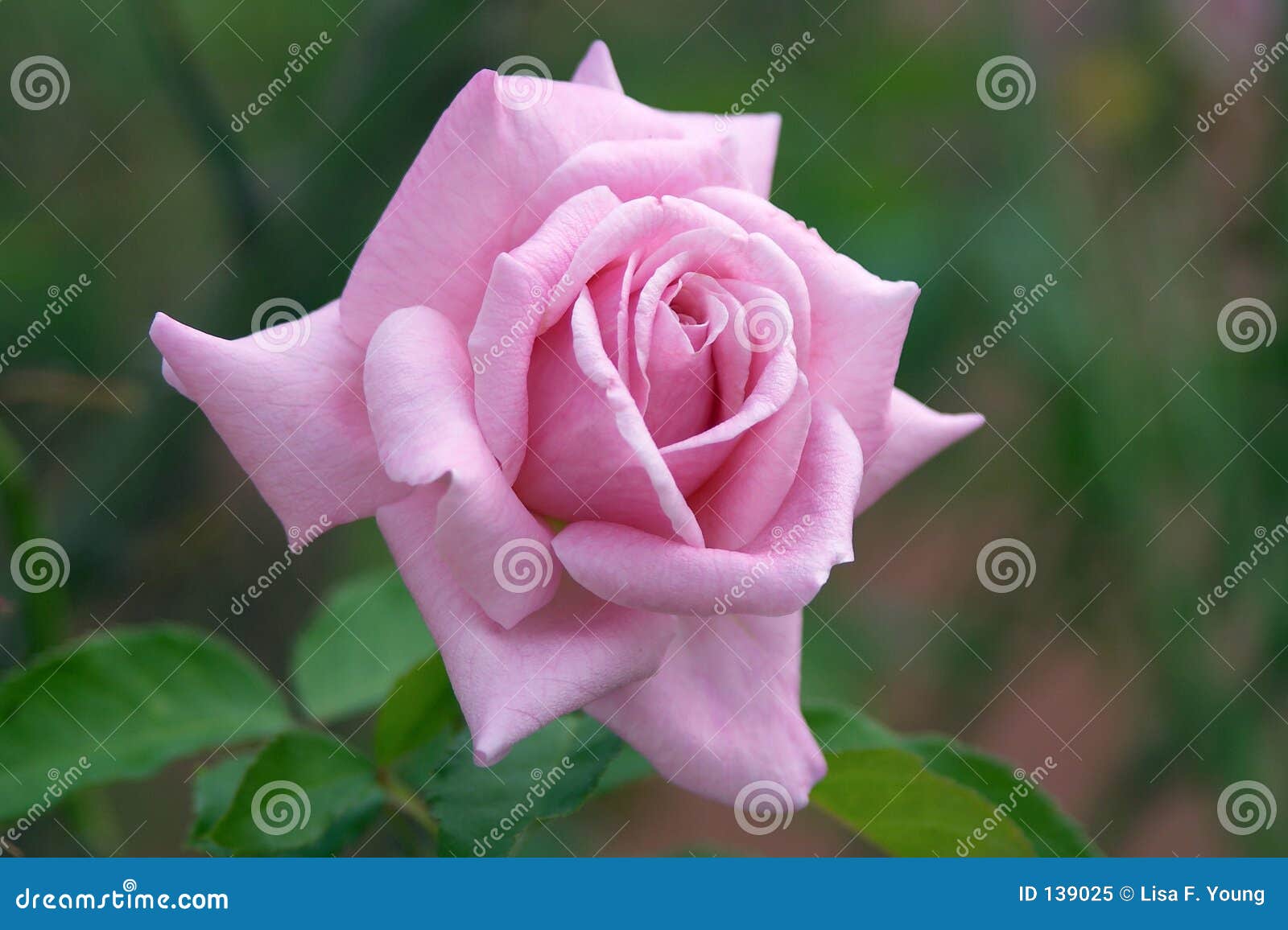 Rose rosada perfecta imagen de archivo. Imagen de arbusto - 139025