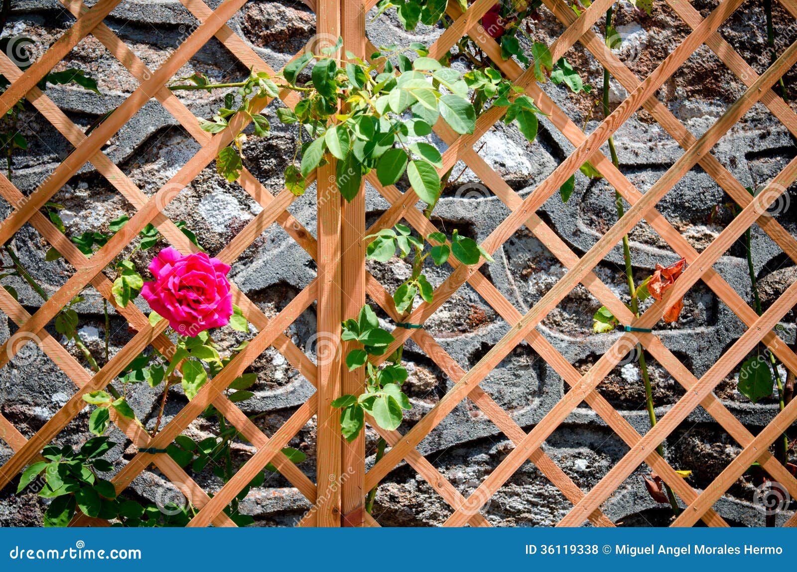 Rose stock photo. Image of garden, gardening, wall, botany - 36119338