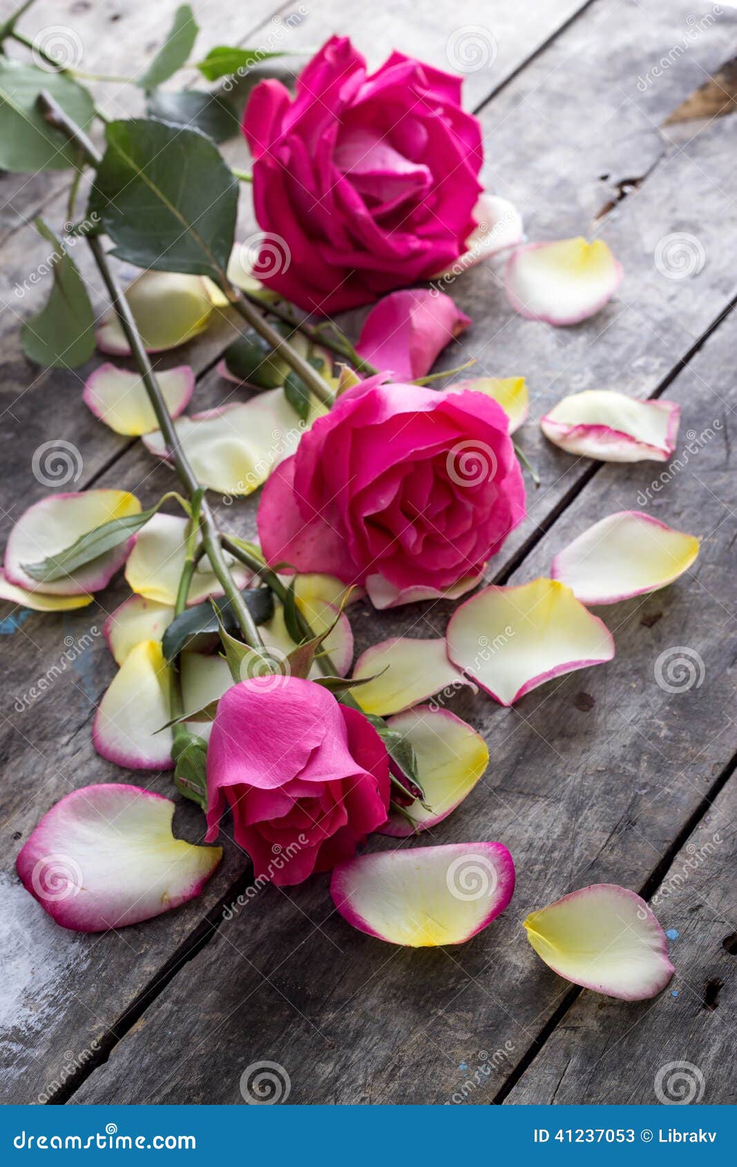 Rose and Rose Petals Lying Down on a Wooden Table Stock Image - Image ...
