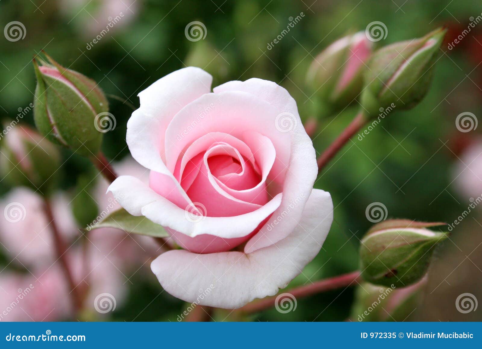 Rose With Rosebud Royalty Free Stock Photo - Image: 972335