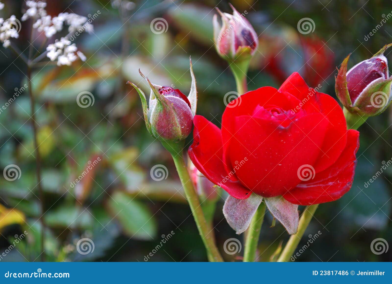 Rose and rosebuds stock photo. Image of colorful, stem - 23817486