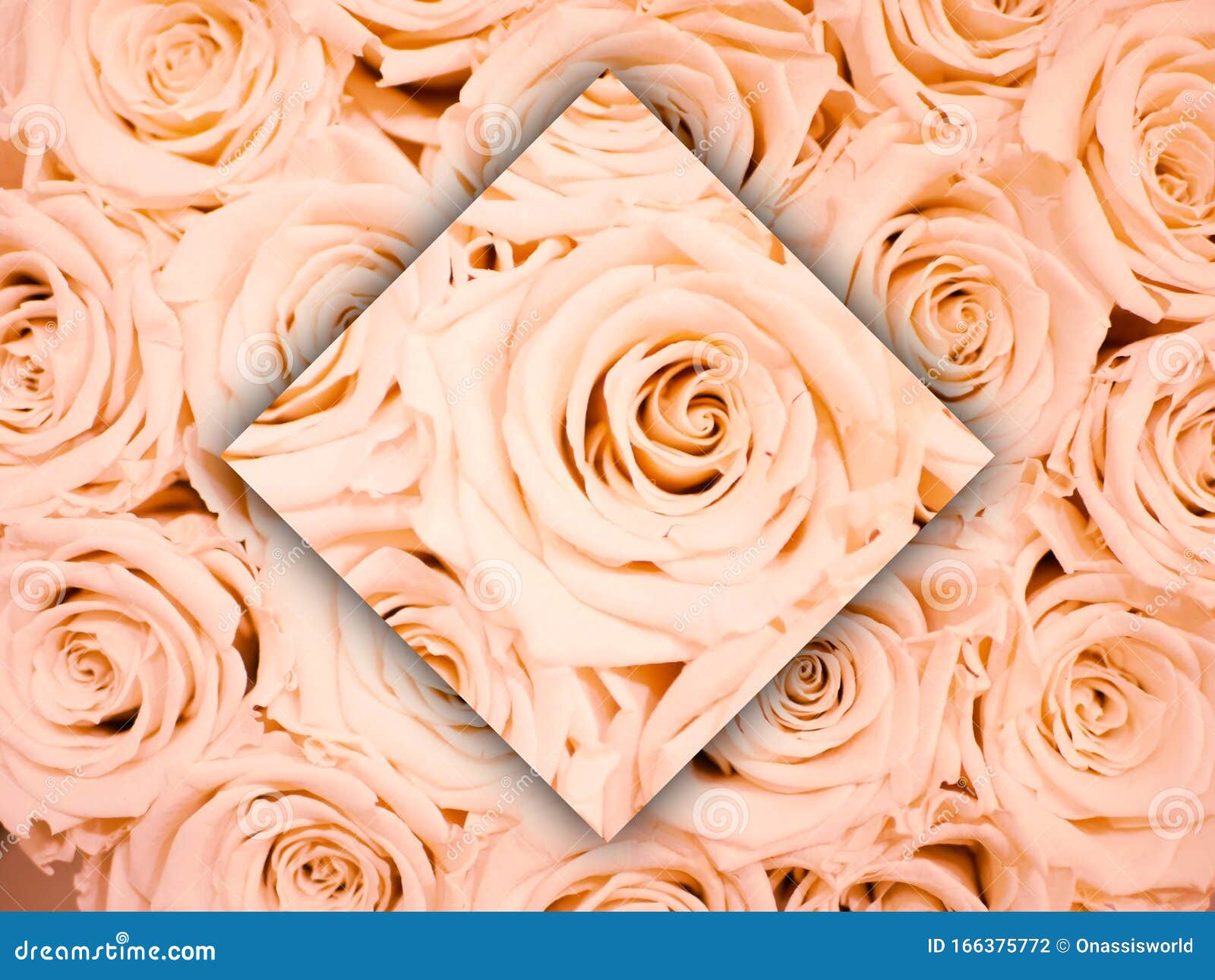 Rose Roses Cutouts Abstract Art Stock Photo - Image of abstract ...